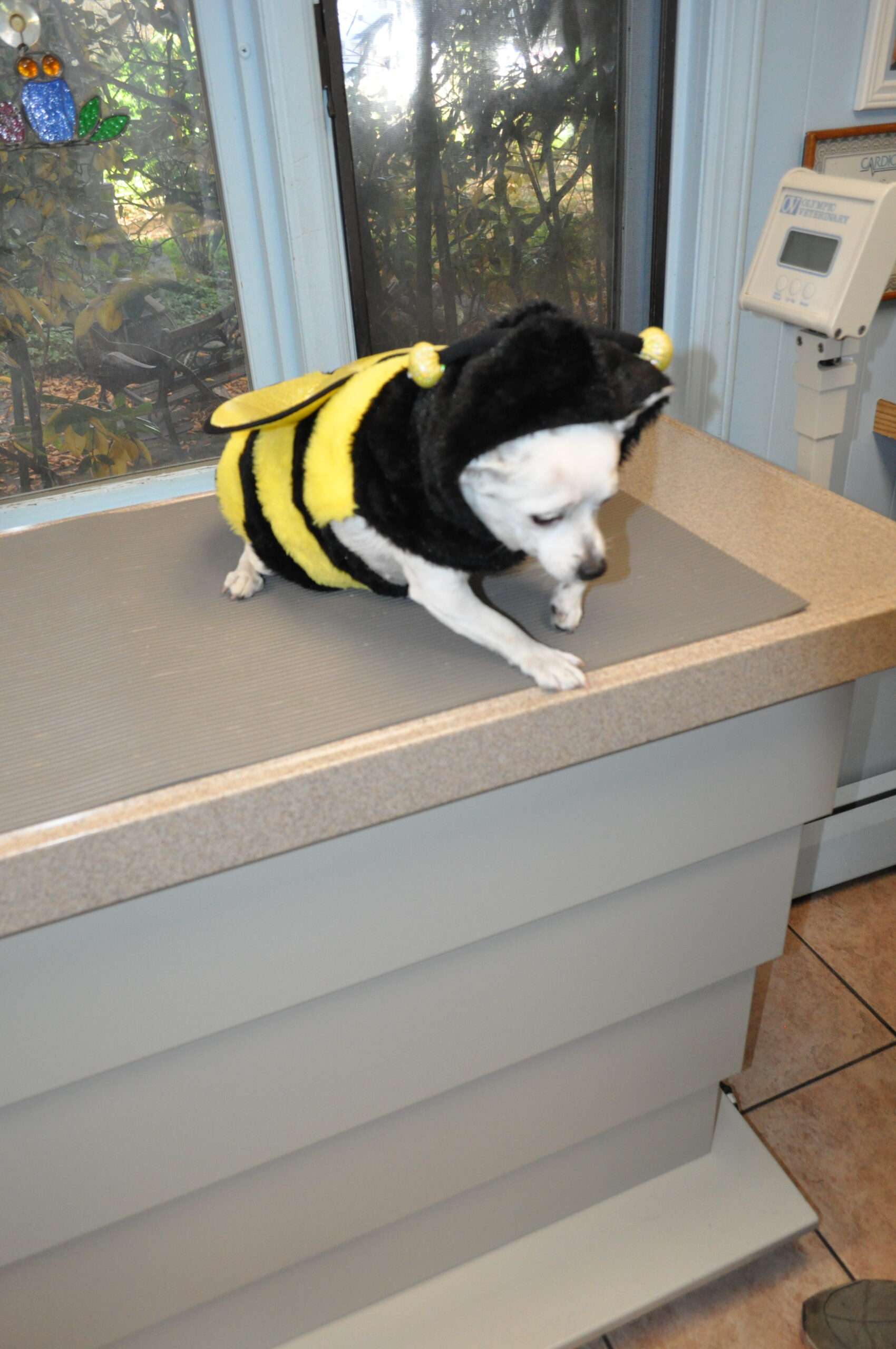 Bumble Bees! – Morris Hills Veterinary Clinic